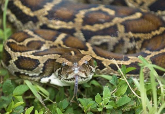 14-foot Burmese python named 'Vine' escapes from Beech Grove captured ...